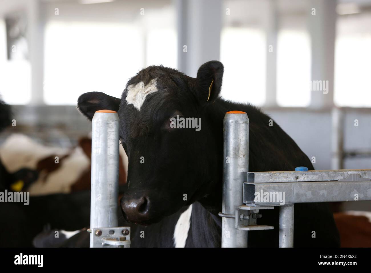 In this photo taken on Tuesday, April 15, 2014, Norwegian Red Cows are ...