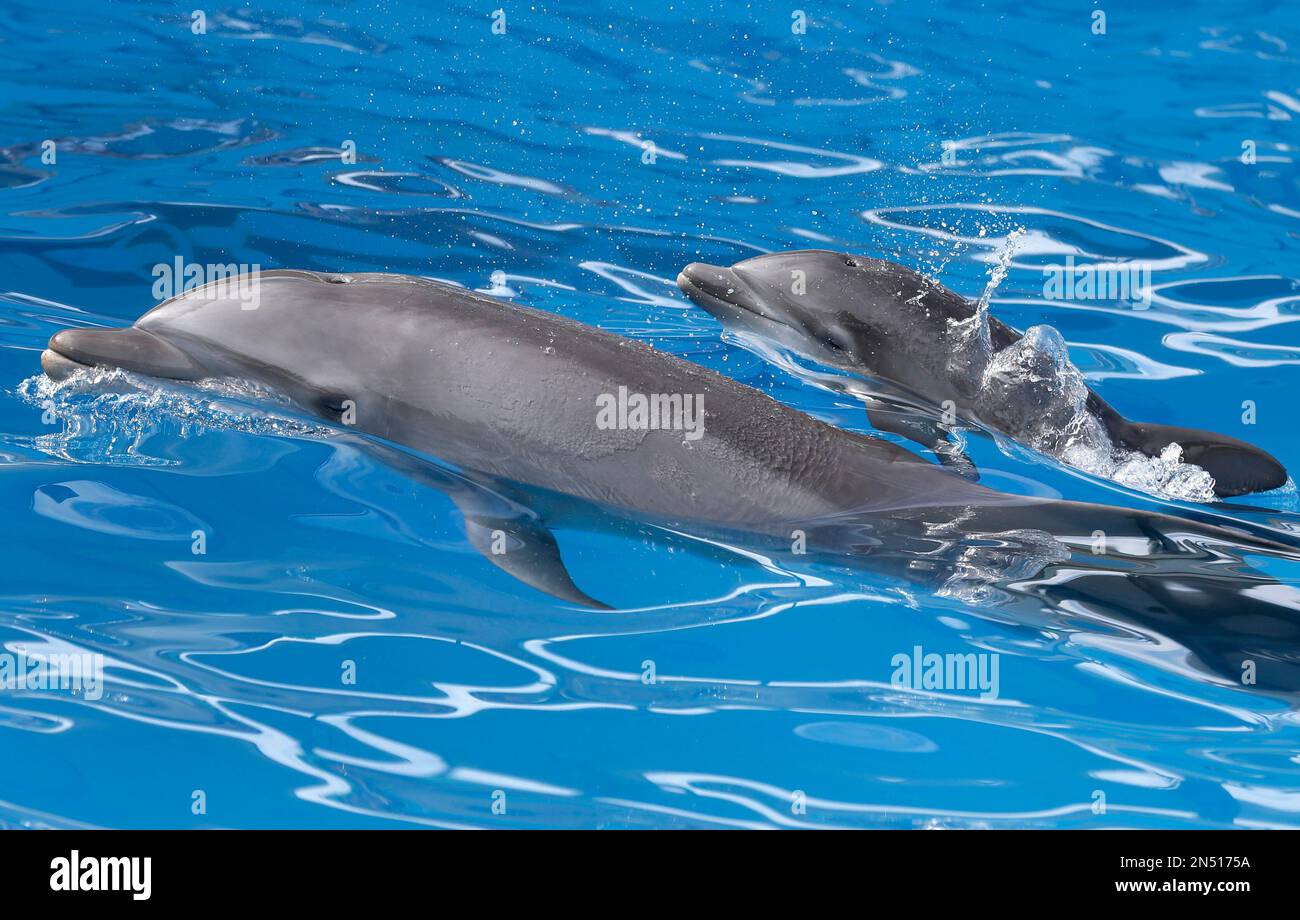 A baby dolphin, rear, and its mother, named "Panama," swim together ...