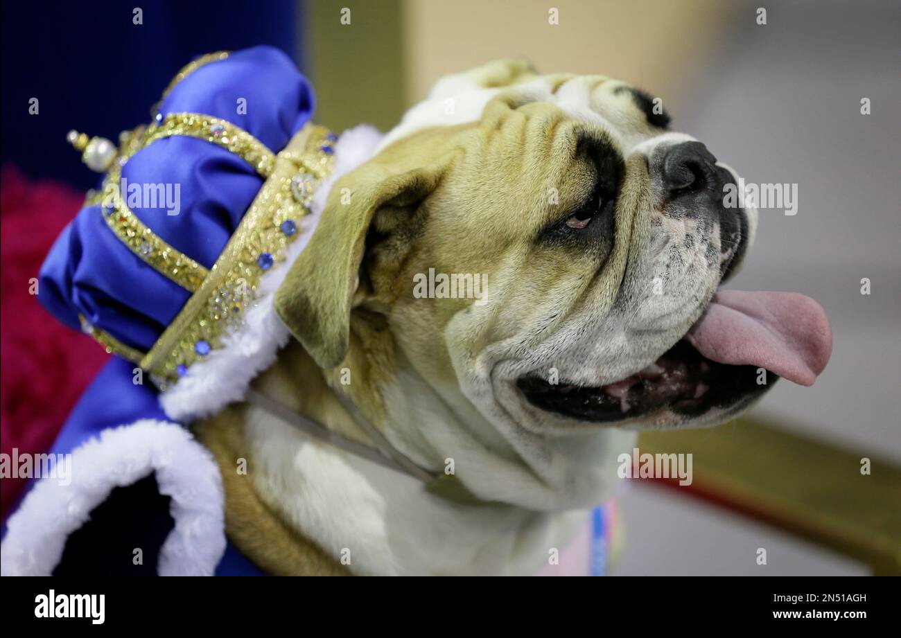 Lucey sits on the throne after being crowned the winner of the 35th ...