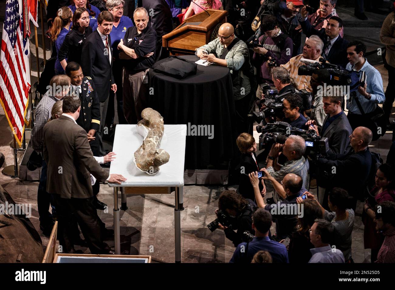 The fossilized bones of a Tyrannosaurus rex are displayed for the media ...