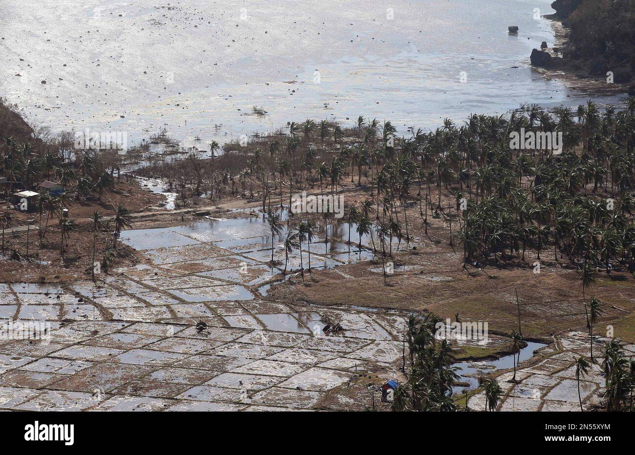 FILE - In this Nov. 14, 2013 file photo, rice fields are flooded ...