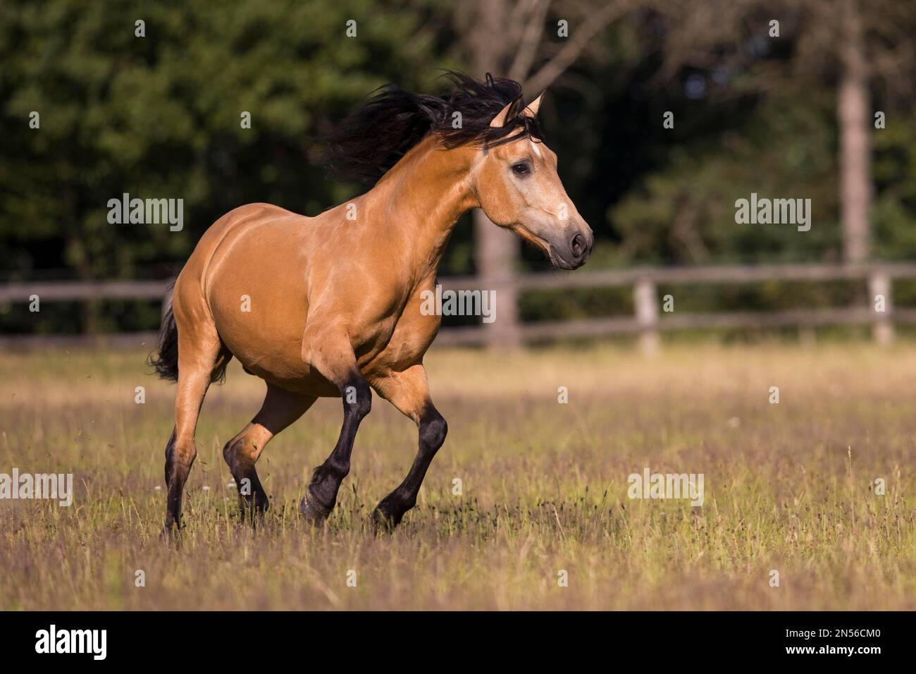 Pura Raza Espanola Hengst dun galoping auf der Sommerweide, Deutschland ...