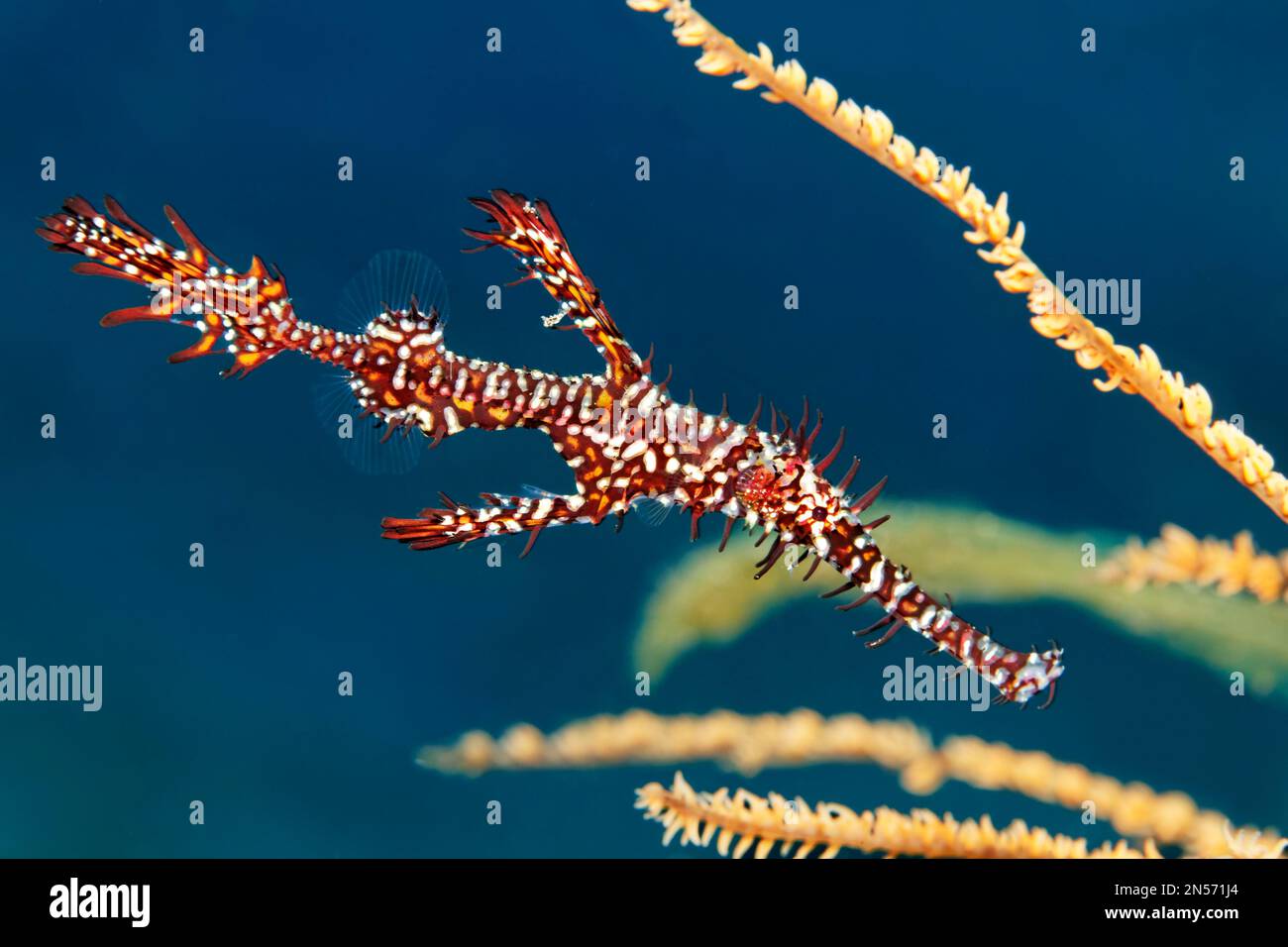 Lesser pipefish -Fotos und -Bildmaterial in hoher Auflösung – Alamy