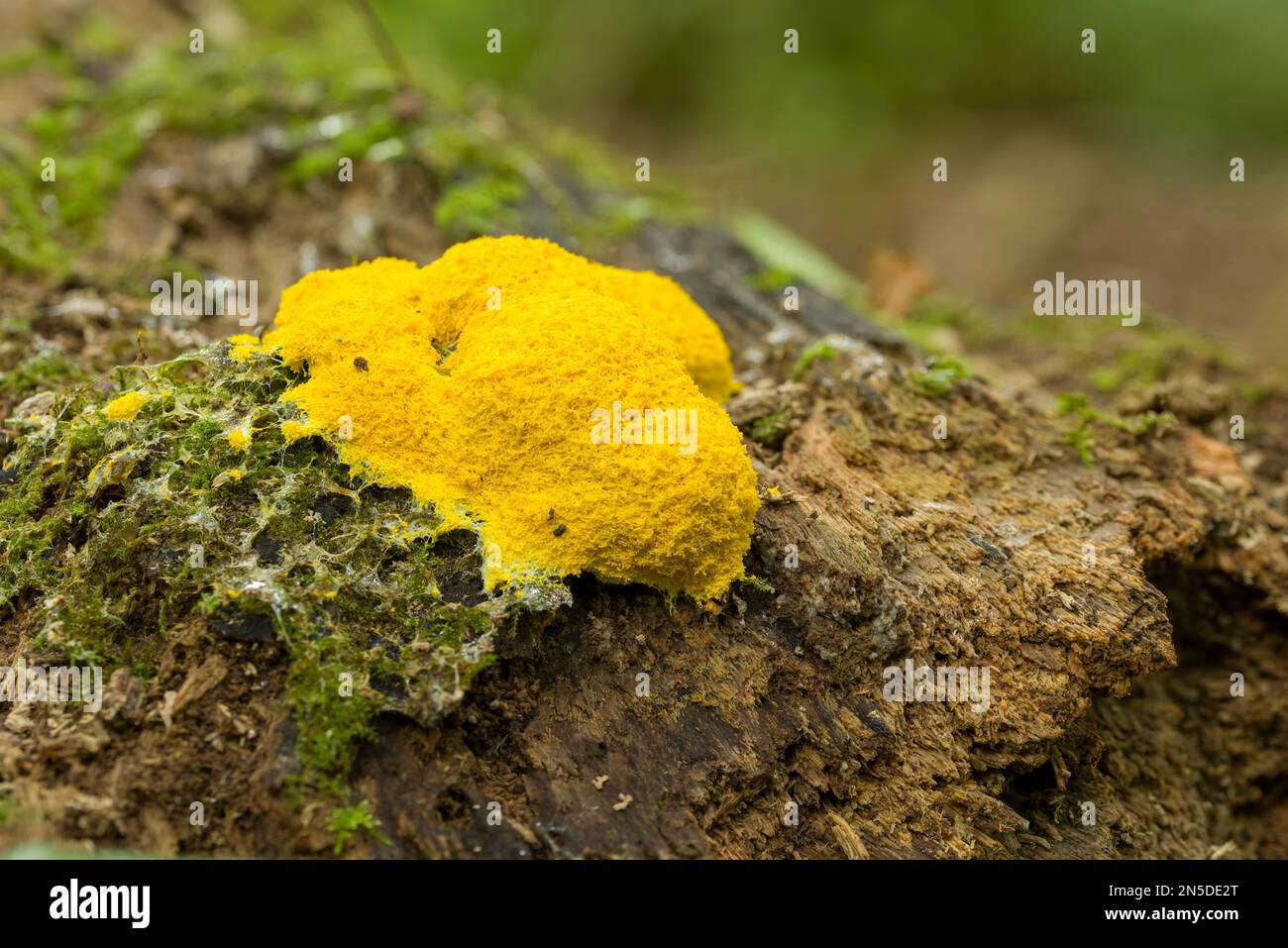 Erbrochenes beuteilen -Fotos und -Bildmaterial in hoher Auflösung – Alamy