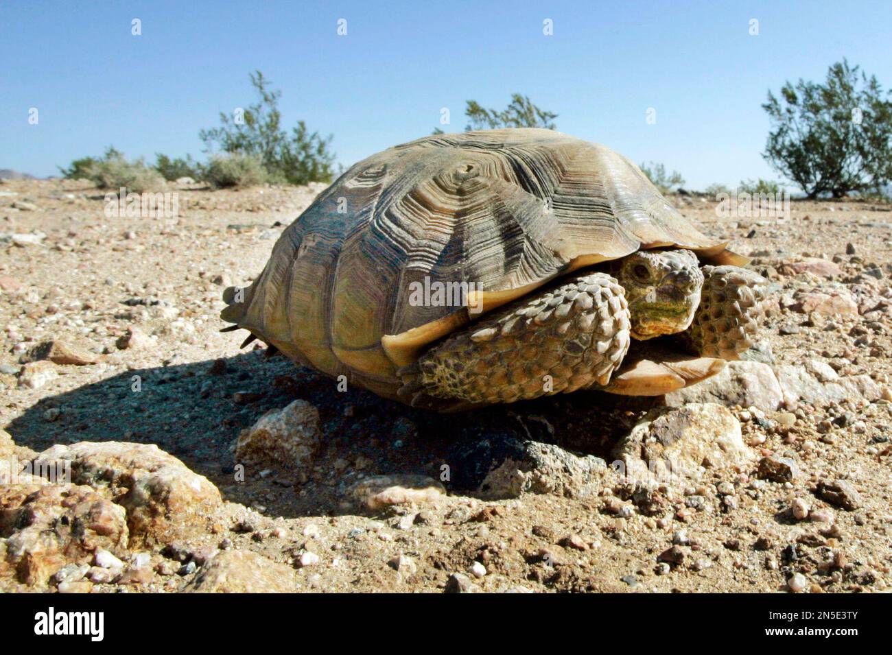 FILE - In this Sept. 3, 2008, file photo, shows an endangered desert ...