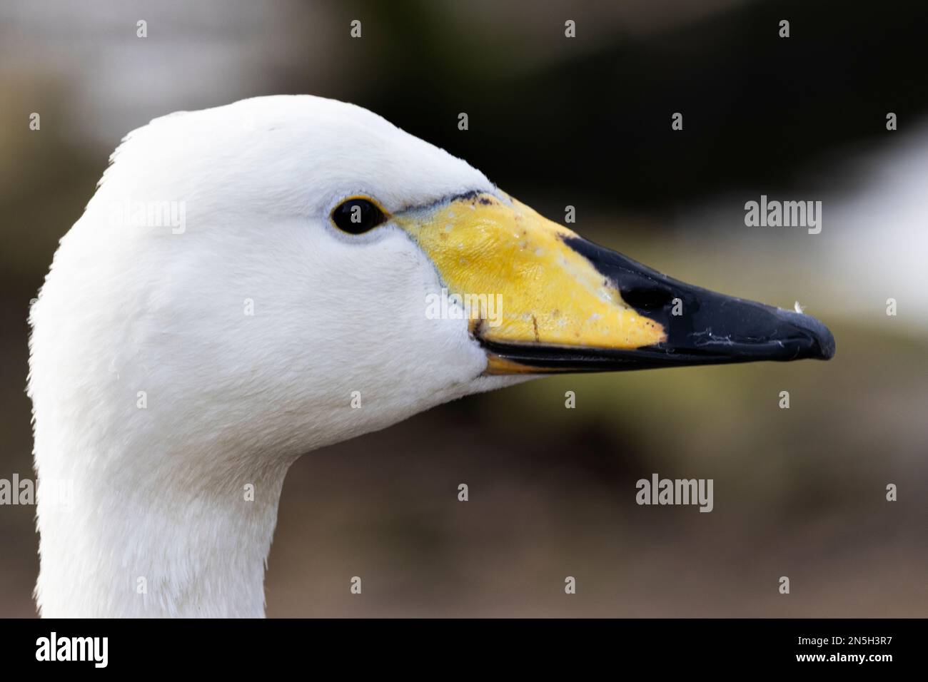 Der Whooper Swan ist fast so groß wie der stumme Schwan und schwimmt in ...