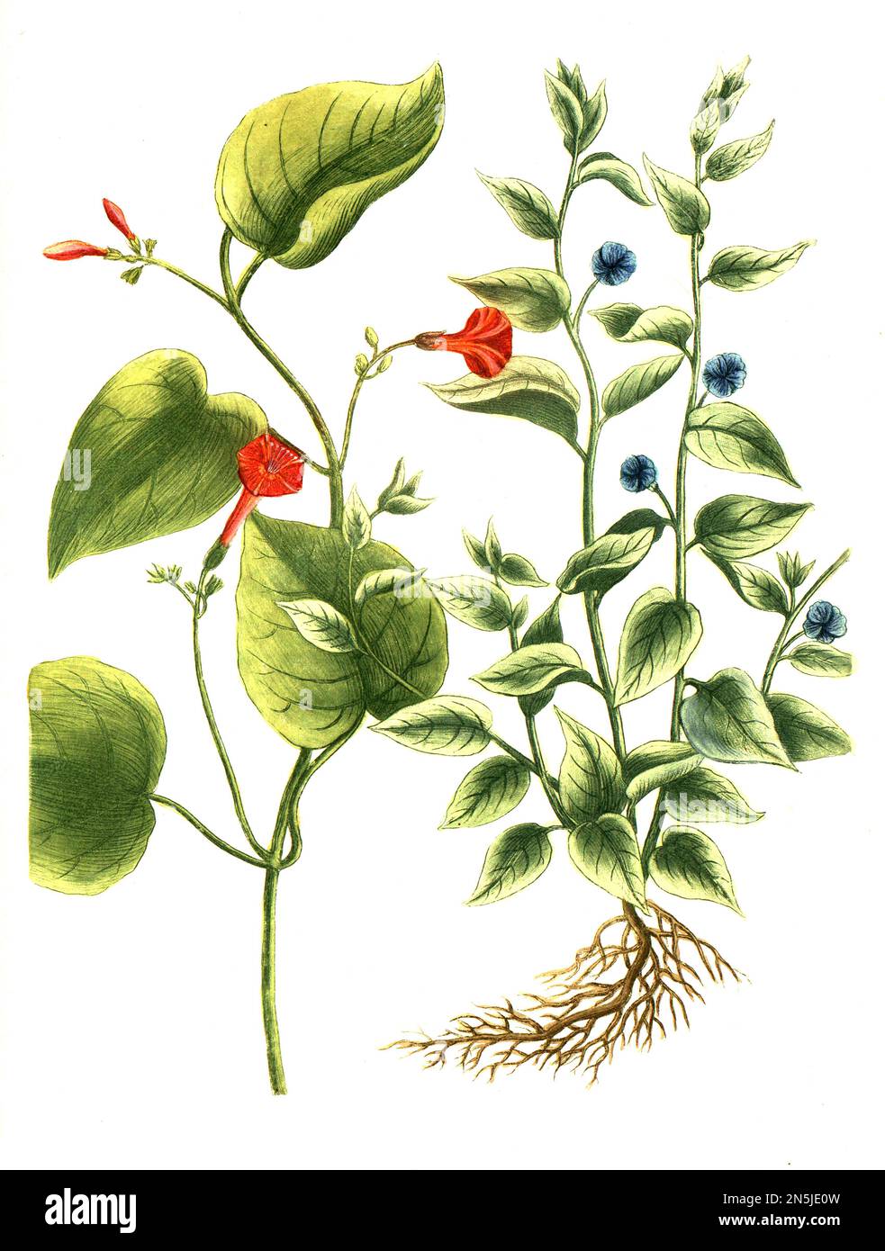 Botanik, Pflanze, Convolvulus, Pflanzen aus der Gattung Winde, Windern ...