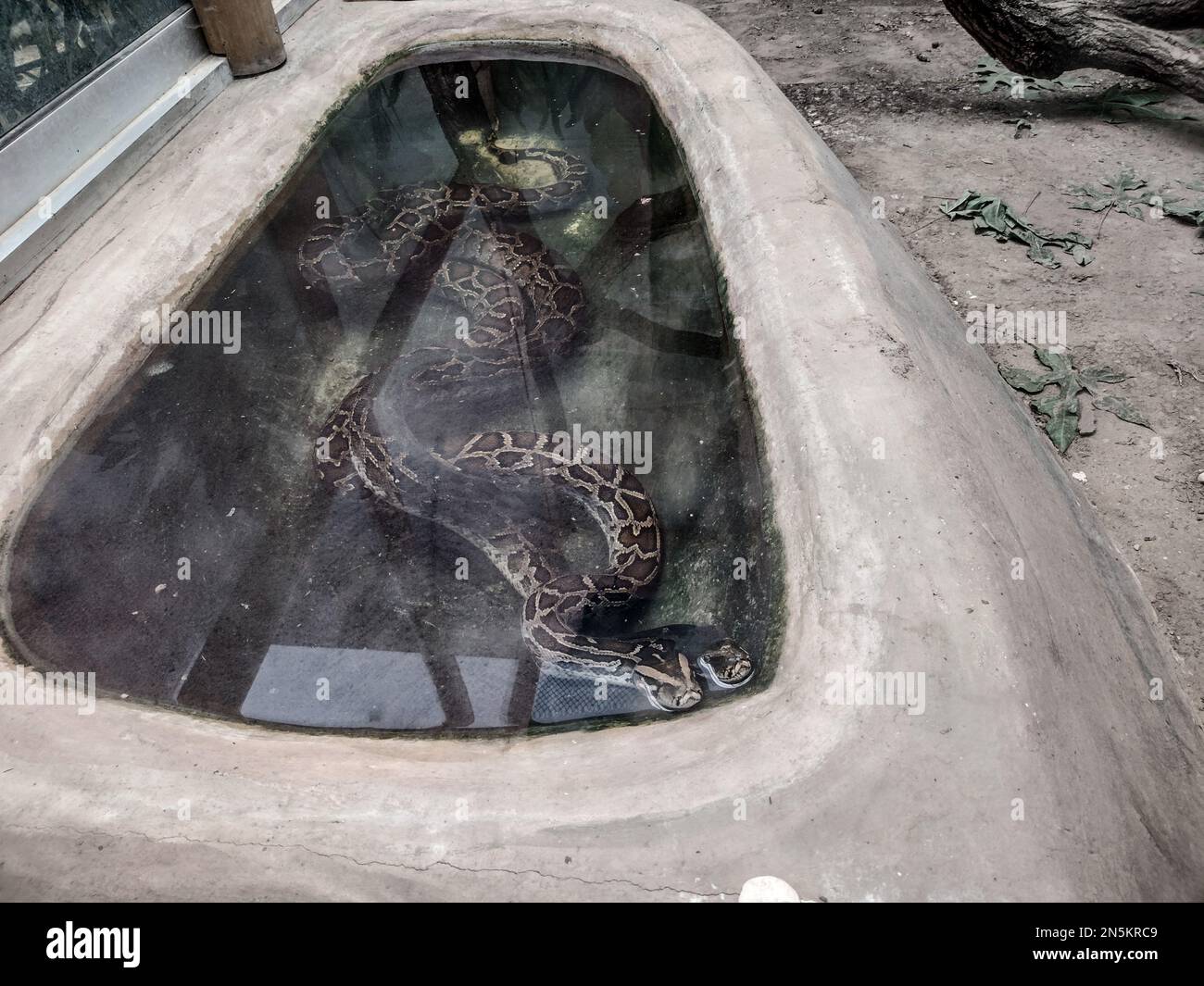 Indische pythons -Fotos und -Bildmaterial in hoher Auflösung – Alamy