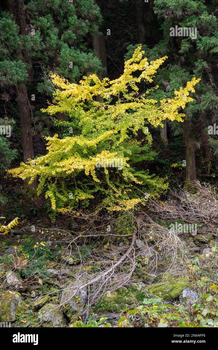Ginko trees -Fotos und -Bildmaterial in hoher Auflösung – Alamy