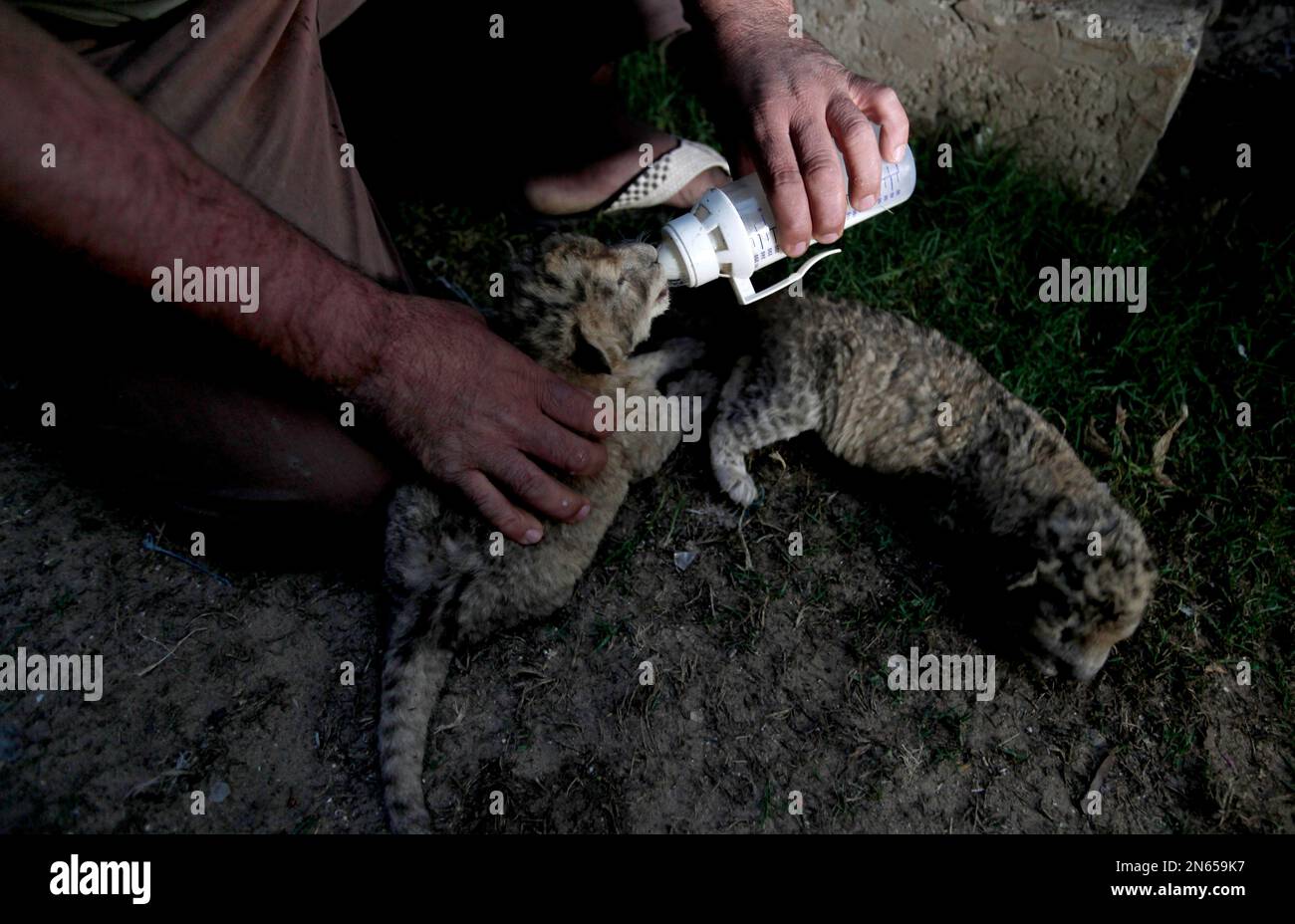 A Palestinian worker feeds an African lion cub, Fajer, foreground, as ...