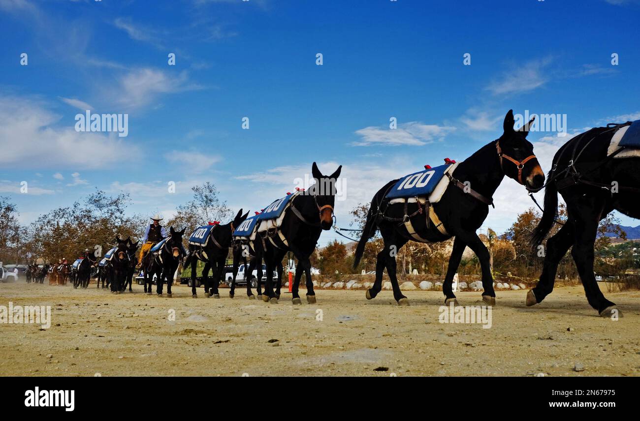 A 100 mule team starts the final leg of a 240 mile journey from Owens ...