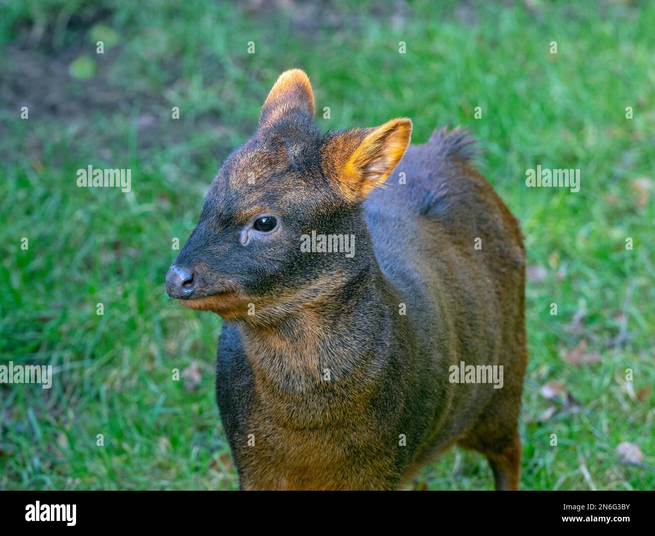 Pudu pudu -Fotos und -Bildmaterial in hoher Auflösung – Alamy