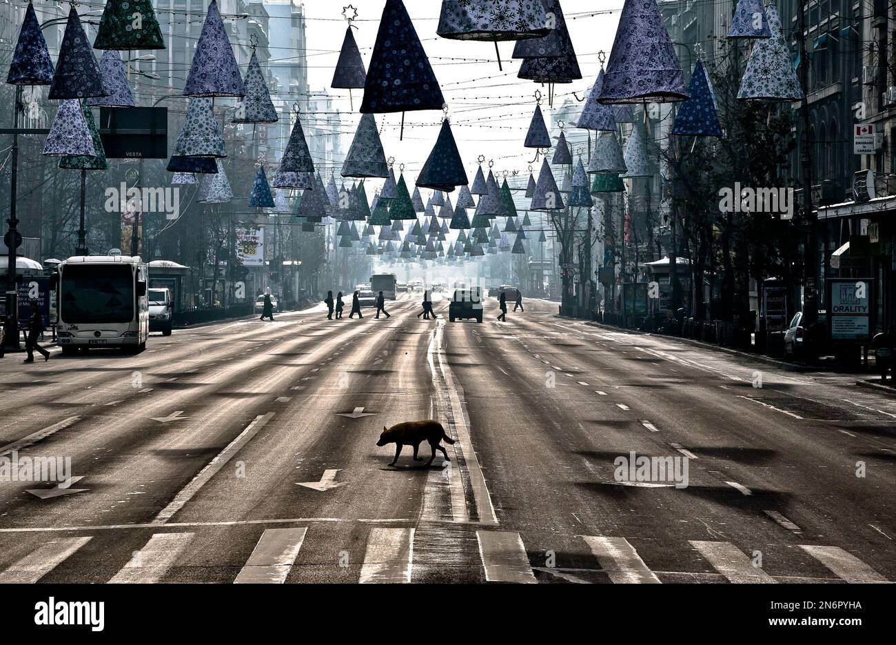 FILE - In a Dec. 26, 2012 file picture, a stray dog crosses an almost ...