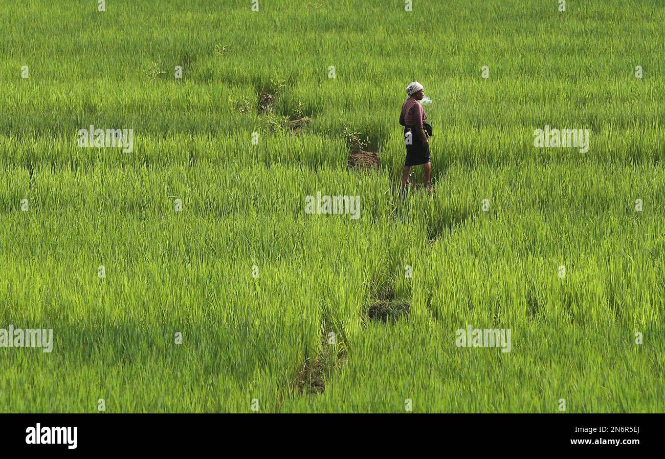 An Indian tribal woman smokes while working in a paddy field in Umwang ...