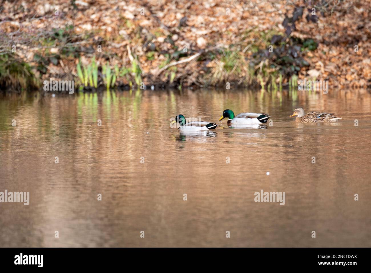 Sphaerotilus leptothrix -Fotos und -Bildmaterial in hoher Auflösung – Alamy