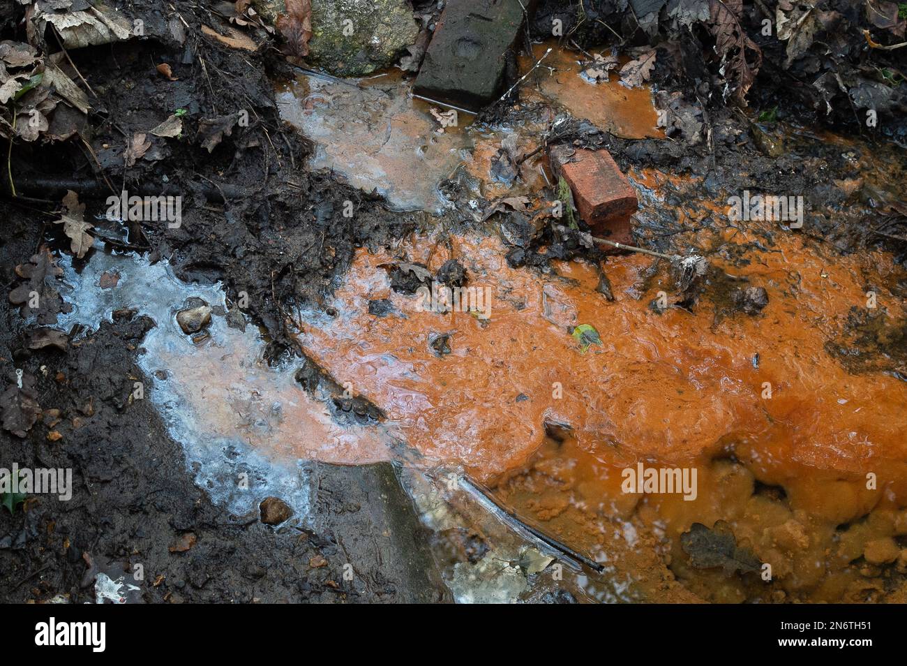 Sphaerotilus leptothrix -Fotos und -Bildmaterial in hoher Auflösung – Alamy