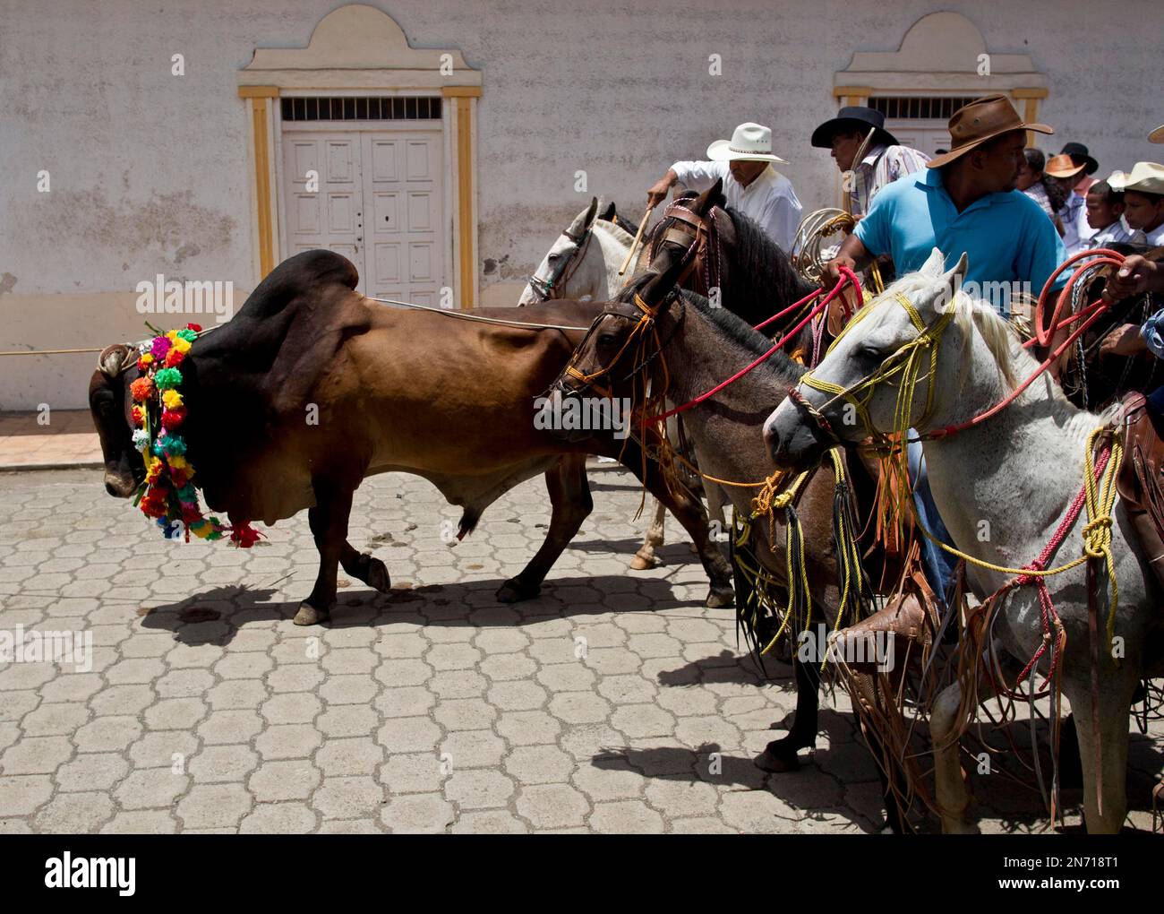 In this July 27, 2013 photo, a bull wearing flower wreaths around its ...