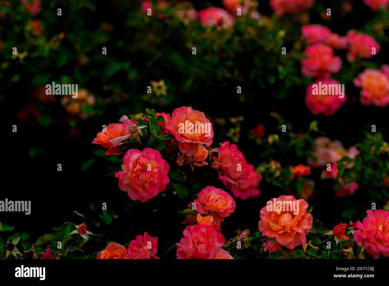 Dreiste farben -Fotos und -Bildmaterial in hoher Auflösung – Alamy