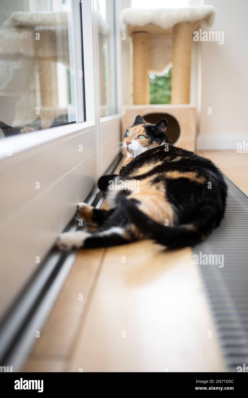 Katze, die durch das fenster schaut -Fotos und -Bildmaterial in hoher ...