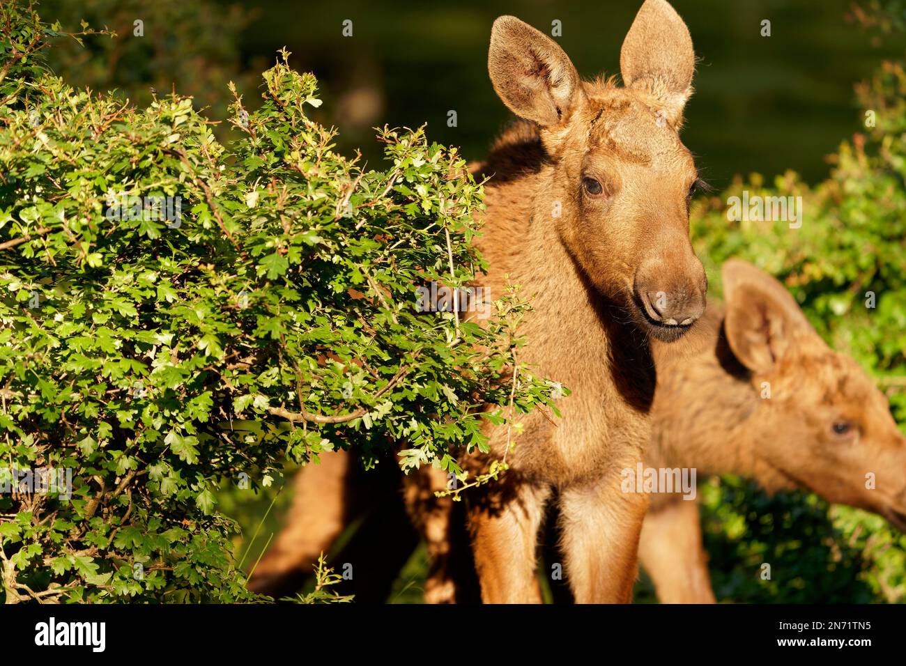 Elch und baby -Fotos und -Bildmaterial in hoher Auflösung – Alamy