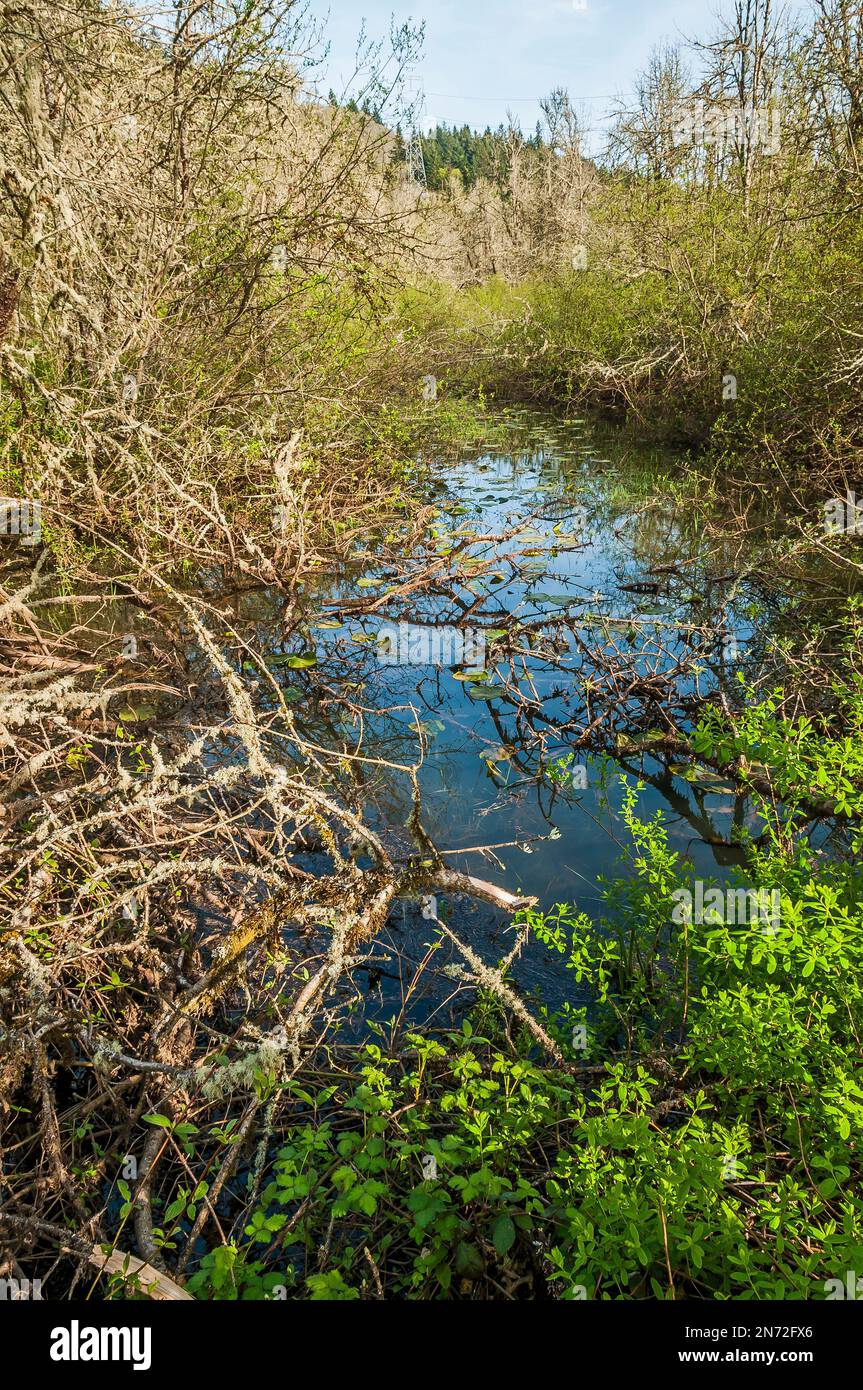 Das Arboretum am Pisgah Arboretum ist wie ein Flechten auf einem Busch ...