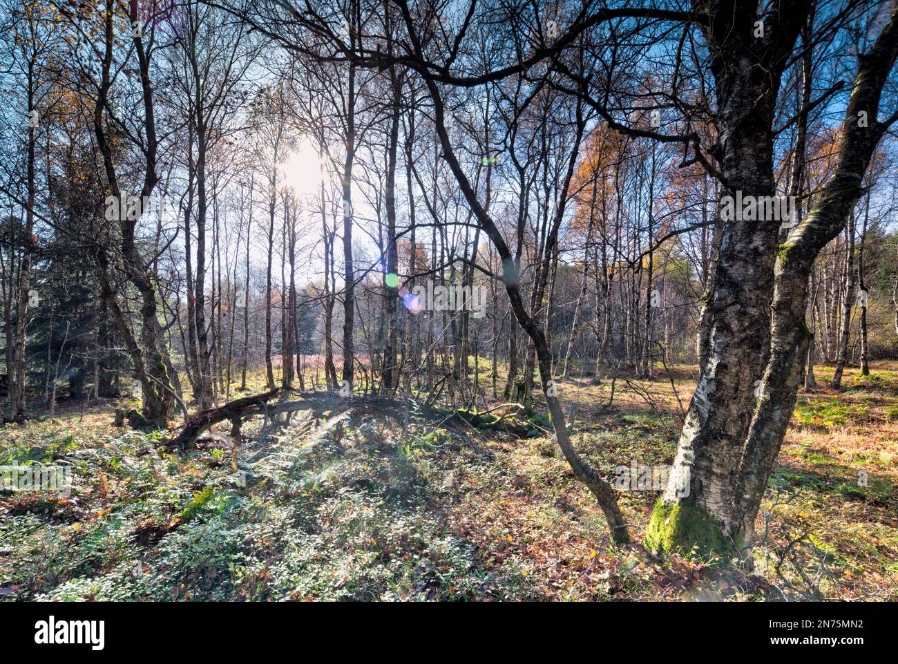 Rotes Moor, Rundwanderweg, Birkenwald, UNESCO-Biosphärenreservat Rhön ...