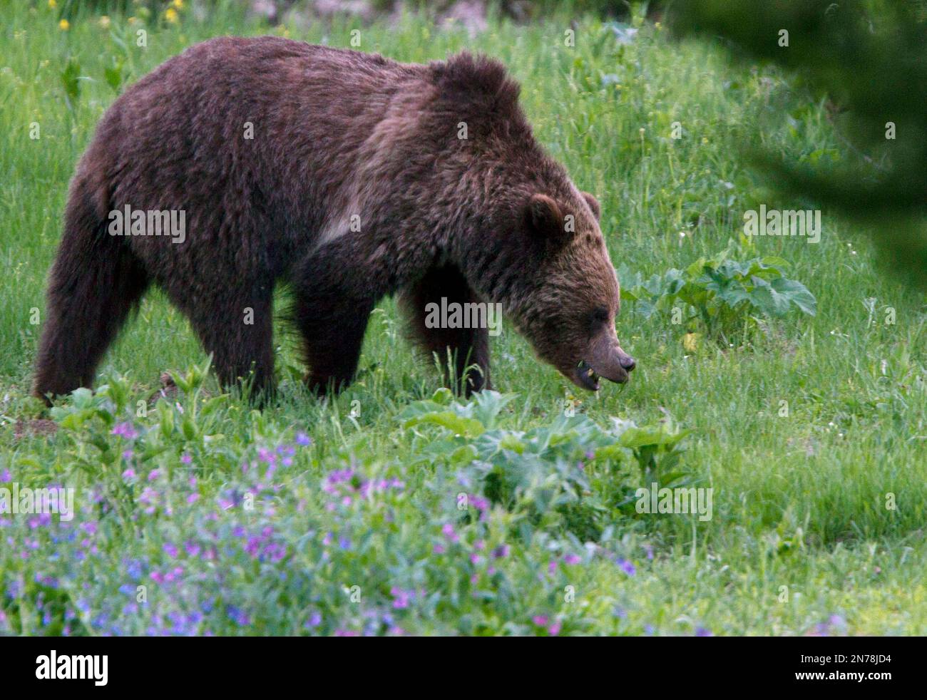 FILE - In this Wednesday, July 6, 2011, file photo, a grizzly bear roams near Beaver Lake in ...