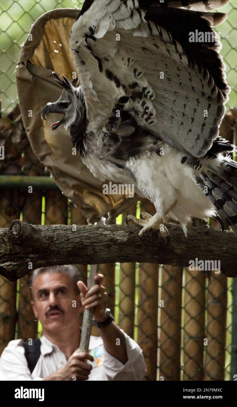 Ron Magill of the Miami Zoo pushes out a new Harpy Eagle (Harpia ...