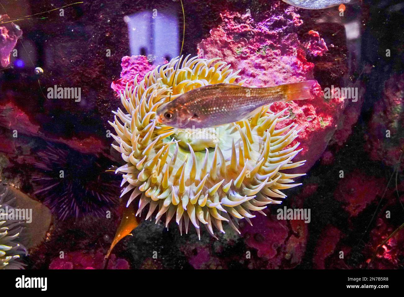 Cannery Row, Monterey, Kalifornien, USA. 23. Januar 2023 Sea Life im Monterey Bay Aquarium ...