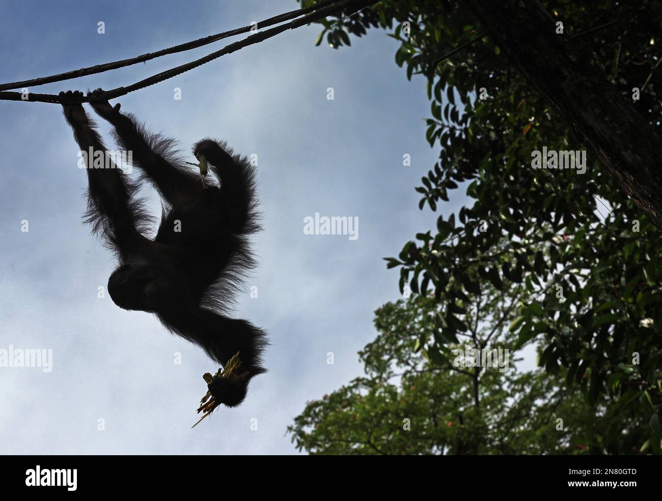 A Bornean Orang Utan hangs from a vine as he feeds, Wednesday March 6 ...