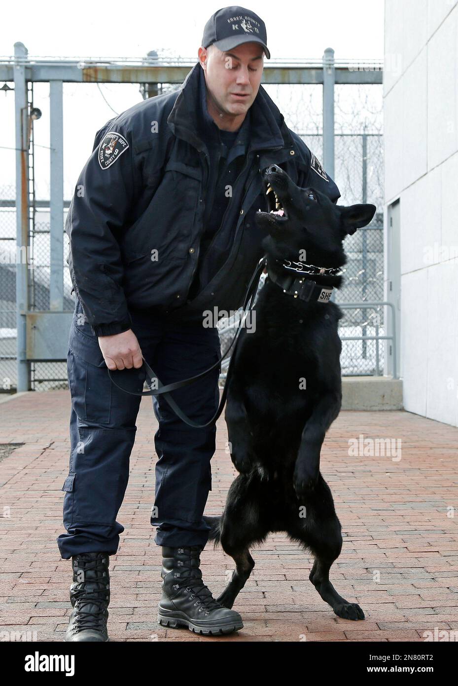 Ivan, a 3-year-old German Shepard police dog, takes an aggressive ...