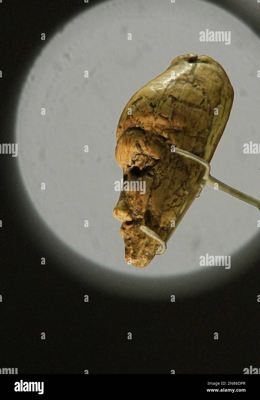 An oldest known portrait of a woman sculptured from mammoth ivory dates ...