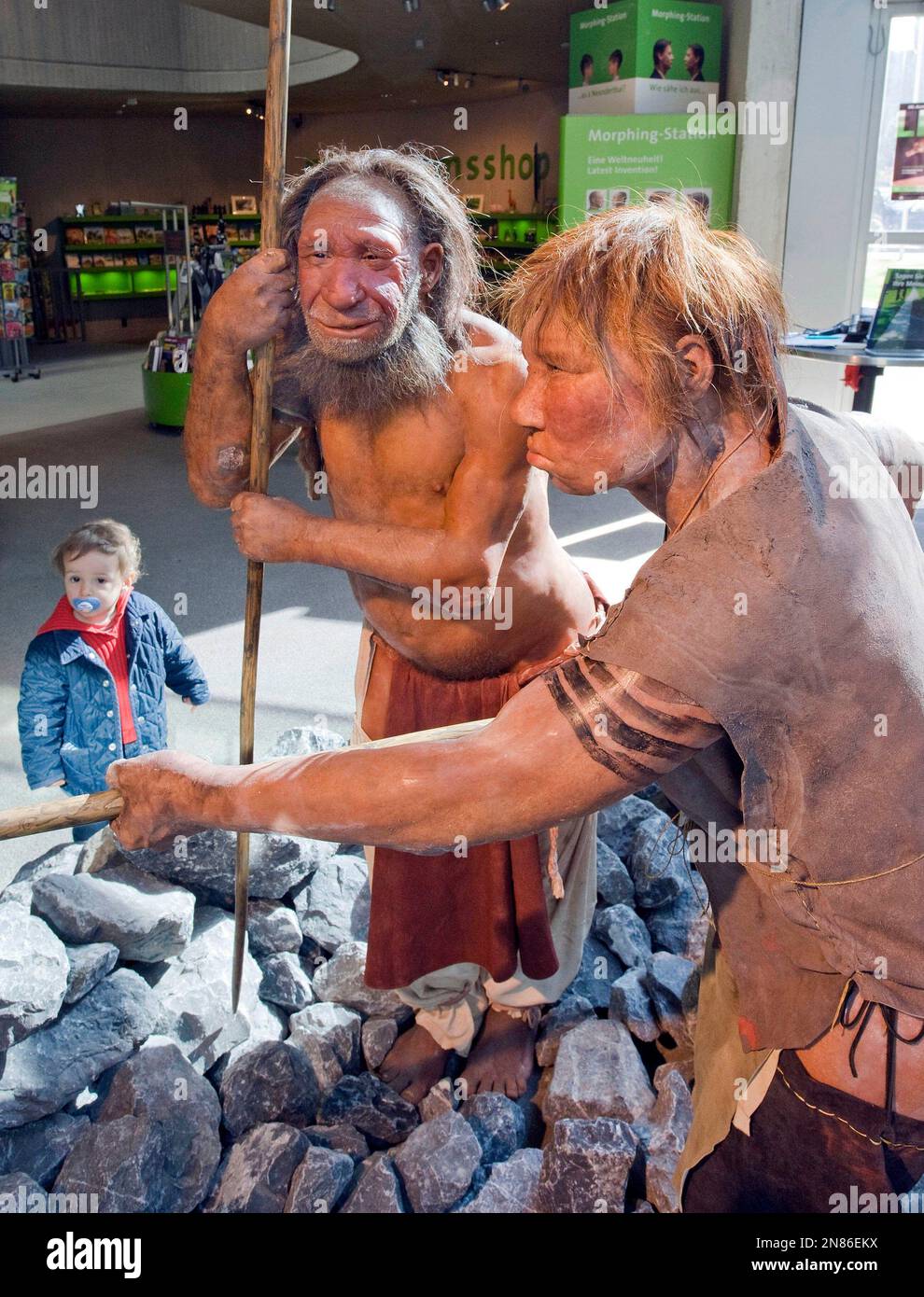 FILE - The March 20, 2009 file photo shows the prehistoric Neanderthal ...