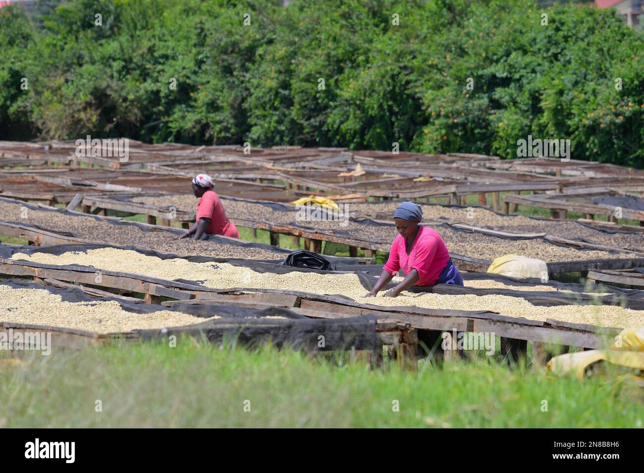 Kenia ist ein wichtiger Hersteller und Lieferant von Kaffee - die ...