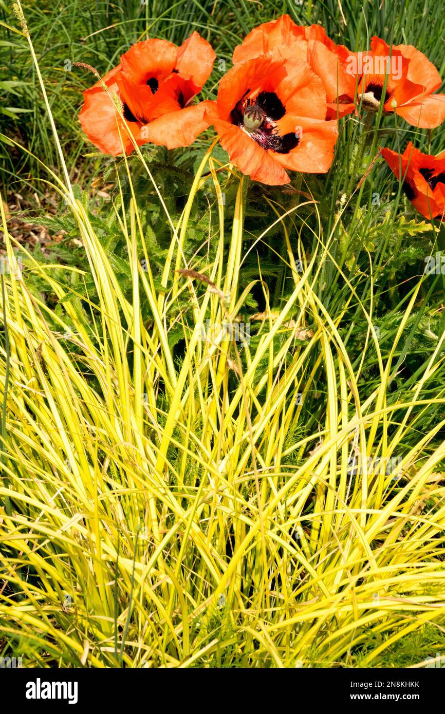 Gras, Mohn, Carex „Aurea“, Papaver orientale, Carex, Bowles Golden ...