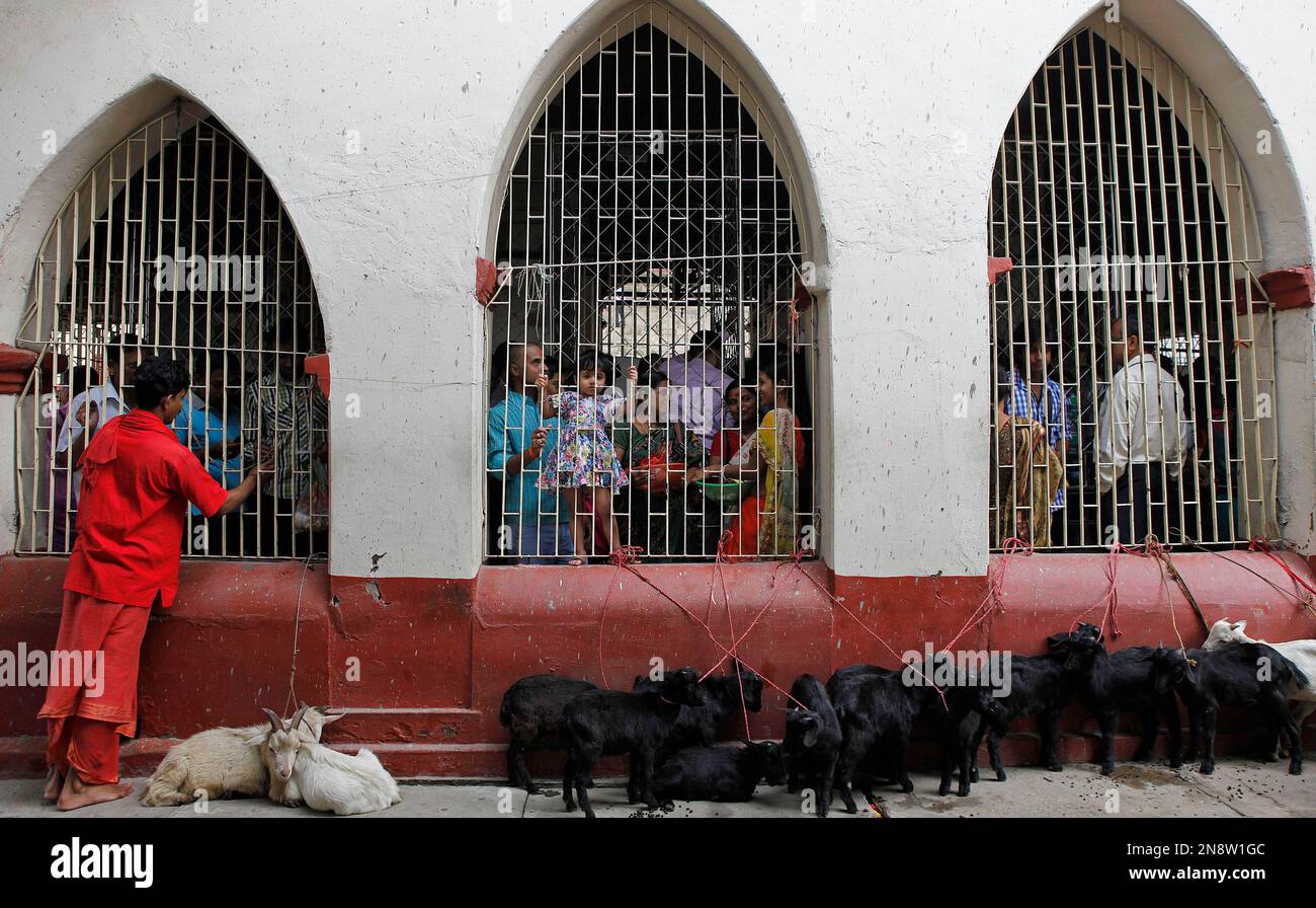 Sacrificial goats are tied to iron bars, as devotees stand in a queue ...