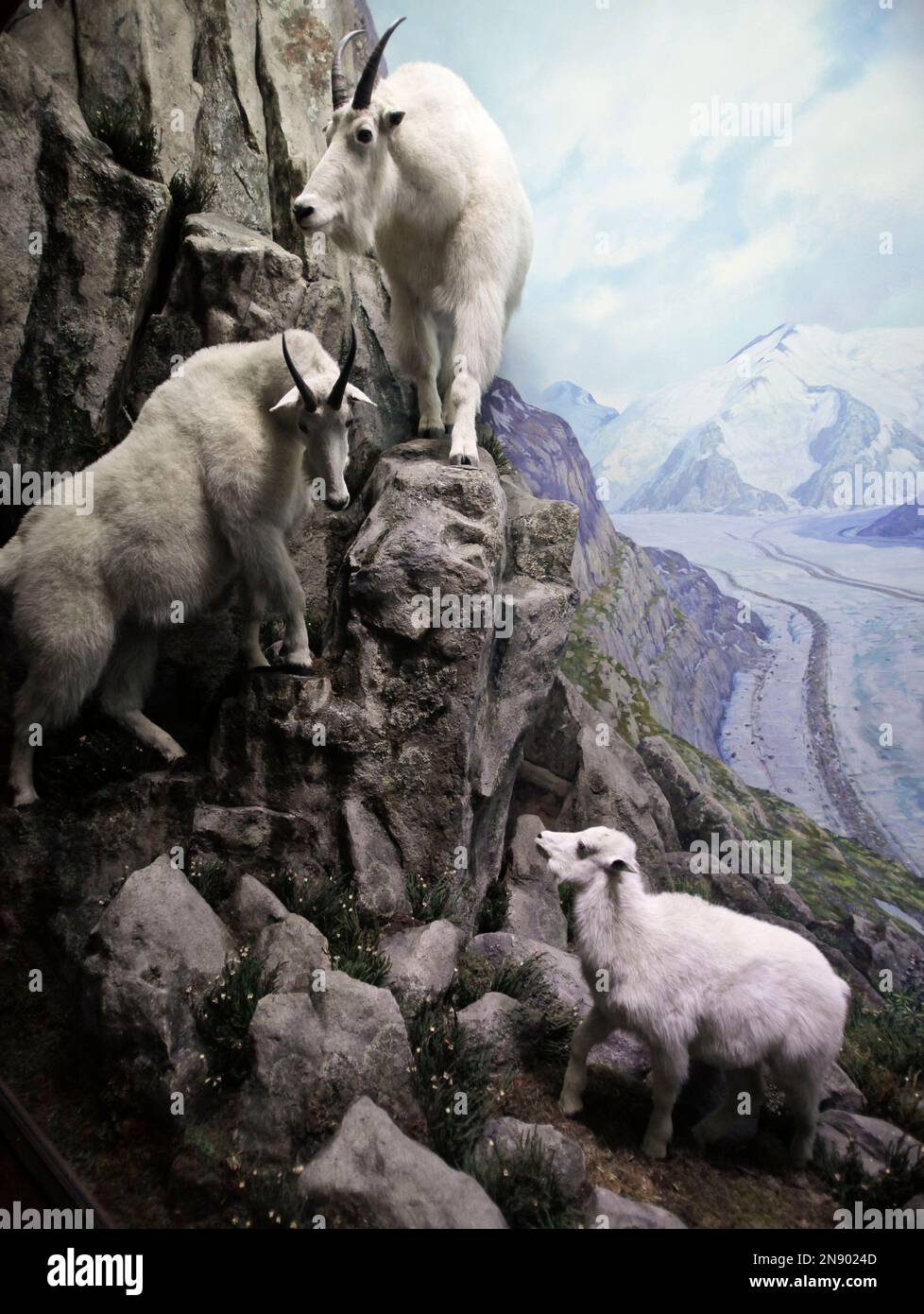 In this Thursday, Sept. 27, 2012 photo, a restored diorama depicting ...