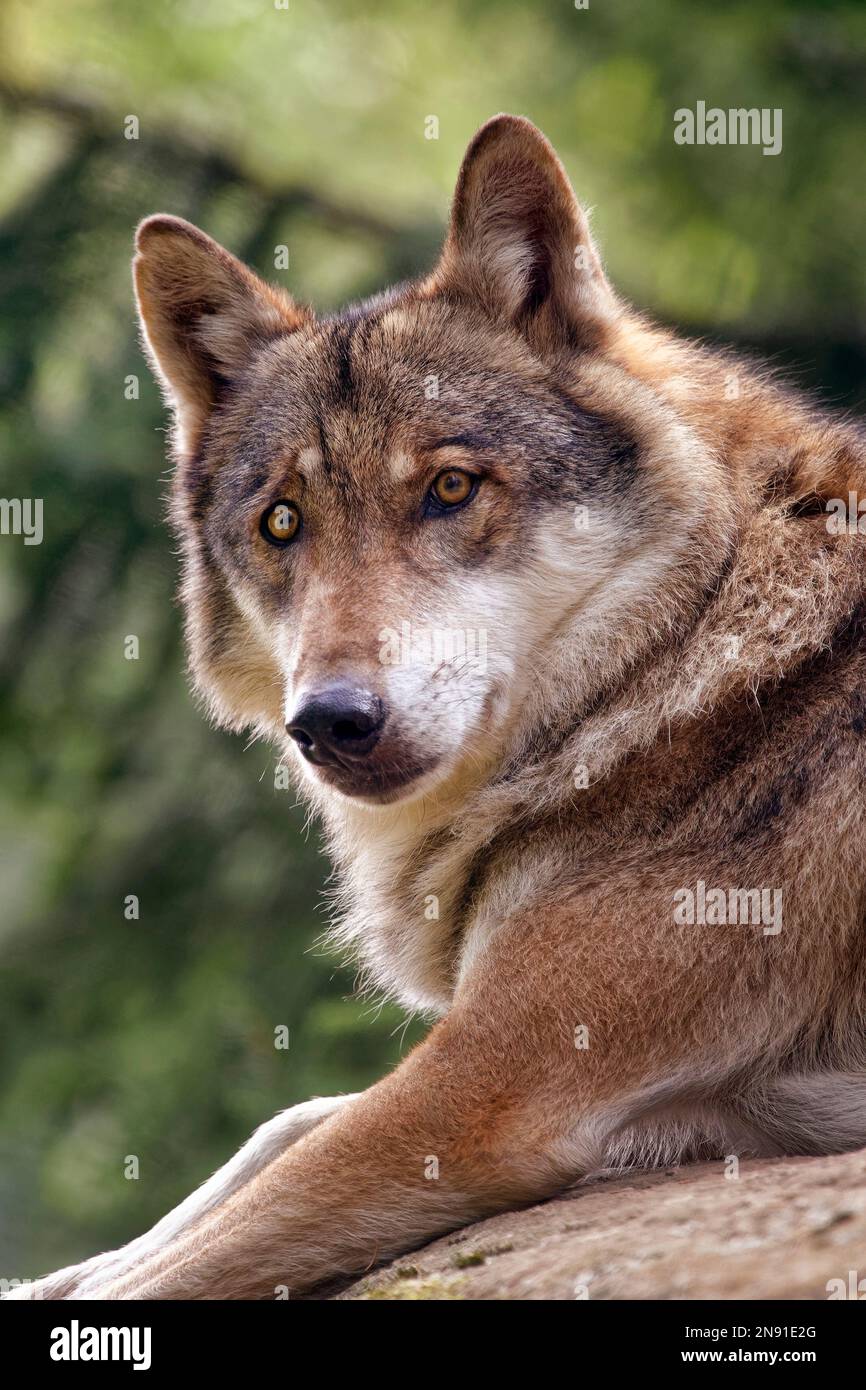 Gray wolf canis lupus -Fotos und -Bildmaterial in hoher Auflösung – Alamy