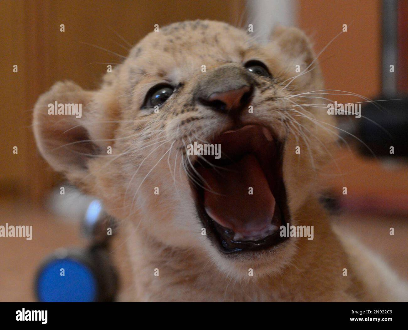 Female liliger cub Kiara, a hybrid between a lion and a ligress, at the Novosibirsk Zoo, in ...
