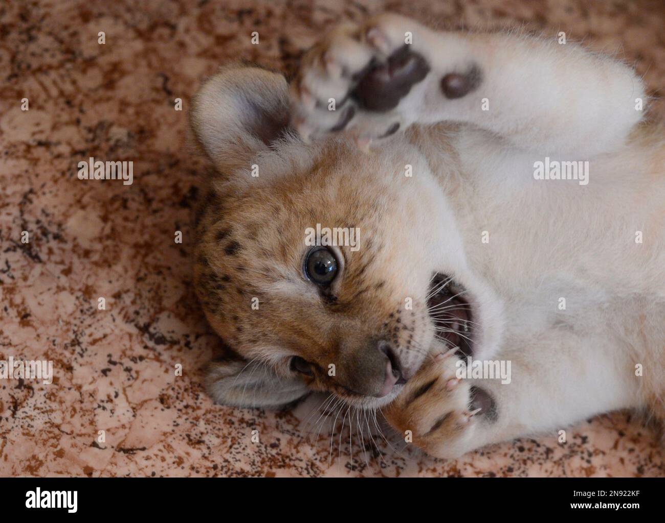 Female liliger cub Kiara, a hybrid between a lion and a ligress, at the Novosibirsk Zoo, in ...