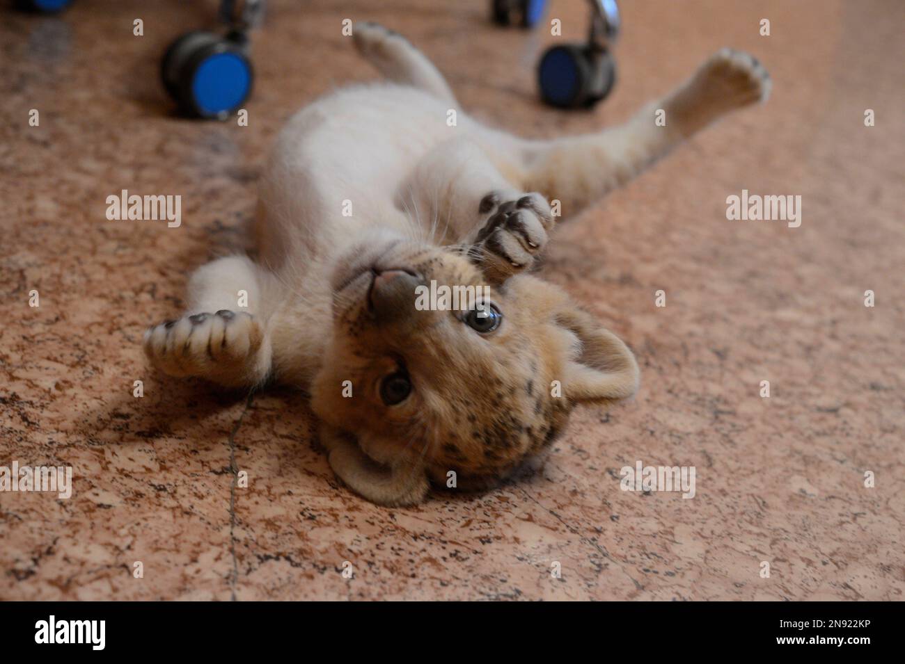 Female liliger cub Kiara, a hybrid between a lion and a ligress, at the Novosibirsk Zoo, in ...