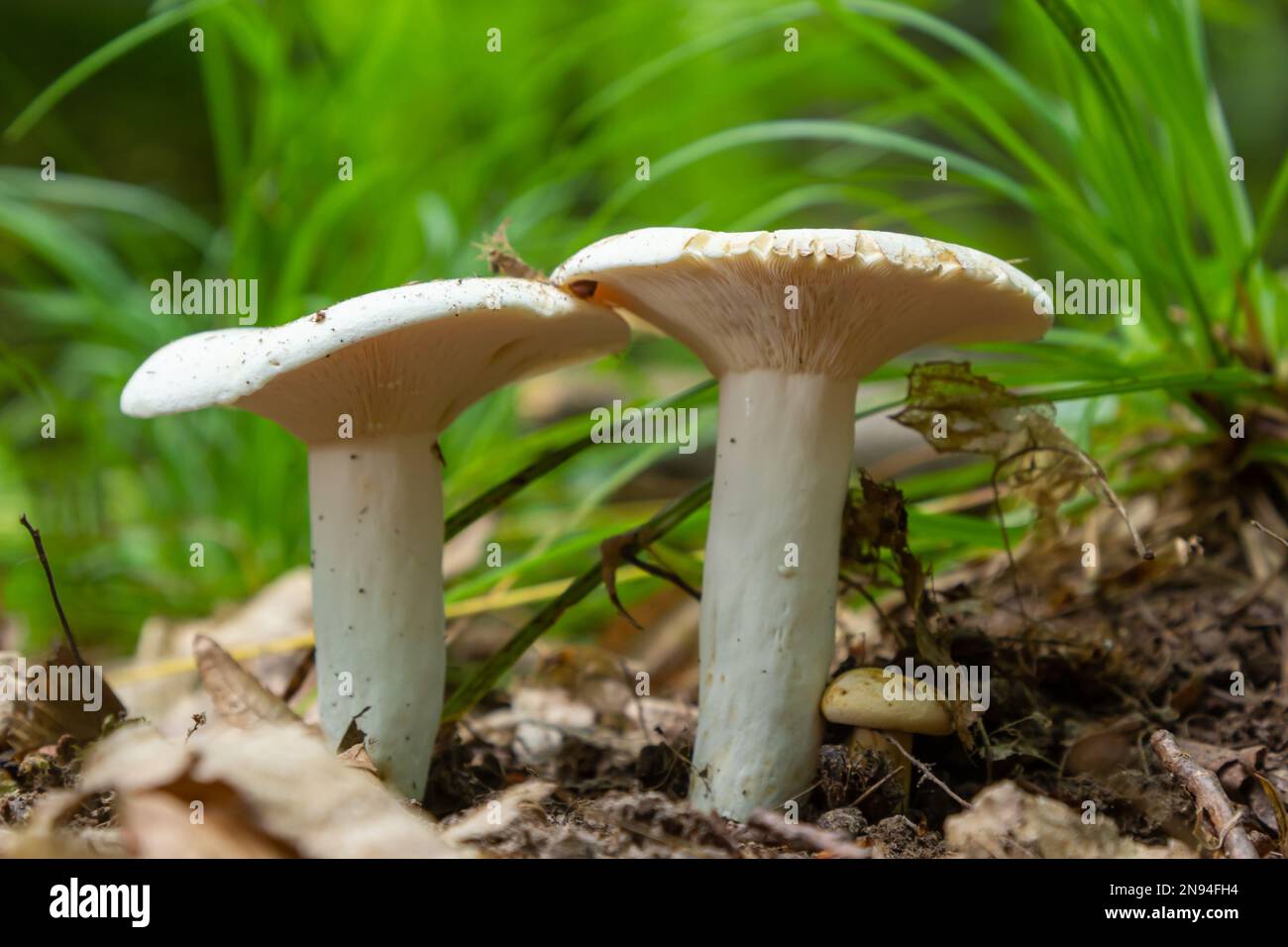 Lactarius piperatus oder pfeffrige Milchkappe, weit verbreitete und ...
