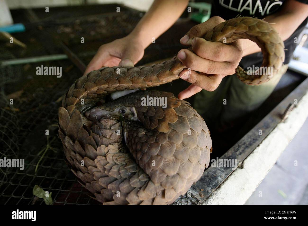 A pangolin holding its two-day old baby under its tail is held by a zoo ...