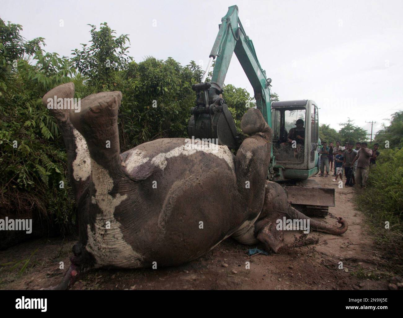 A heavy machine removes the carcass of a dead Sumatran elephant ...