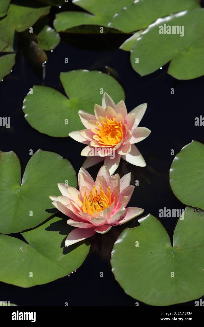 Pags -Fotos und -Bildmaterial in hoher Auflösung – Alamy