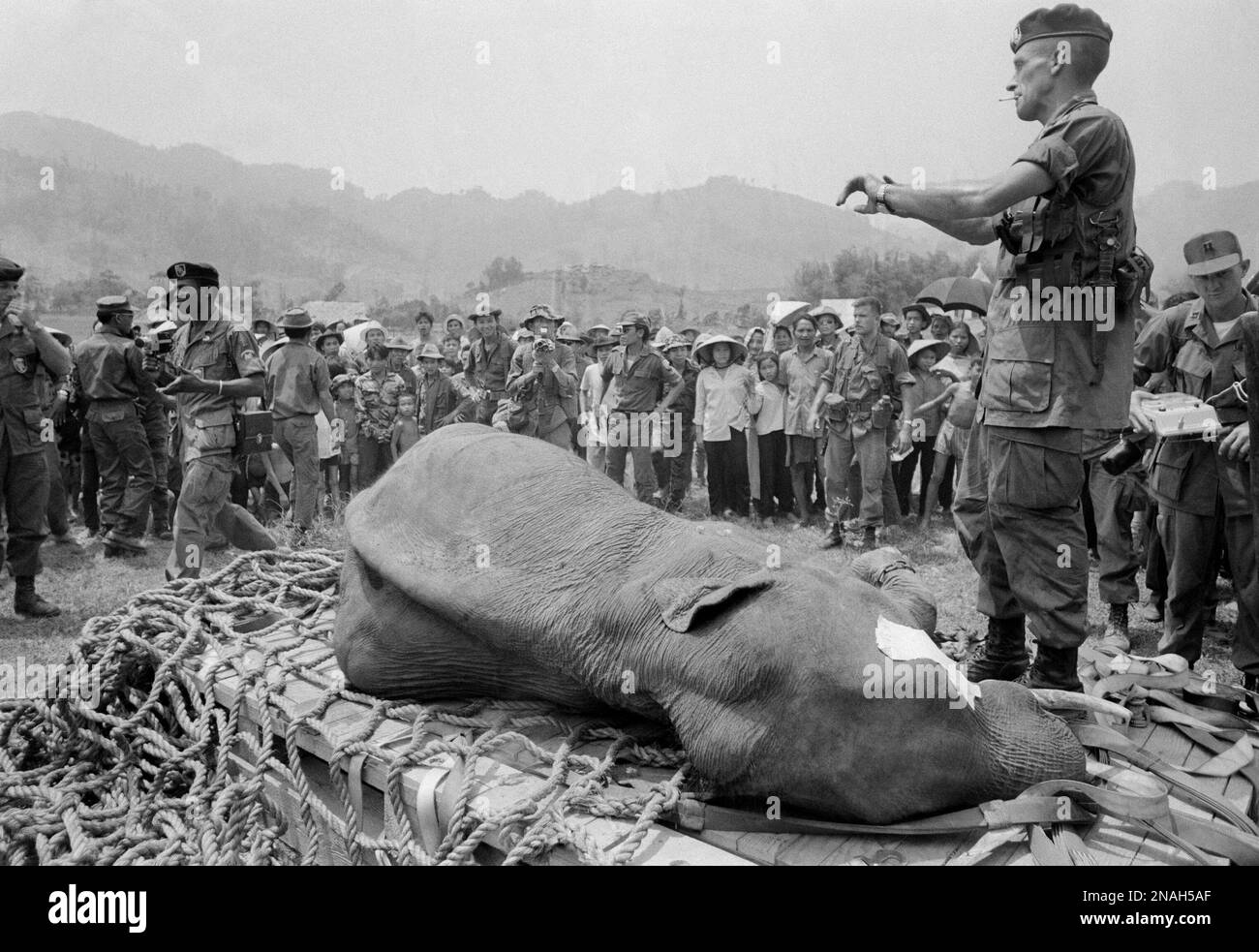 Still-sleeping elephant is shown on arrival in Tra Bong, Vietnam ...