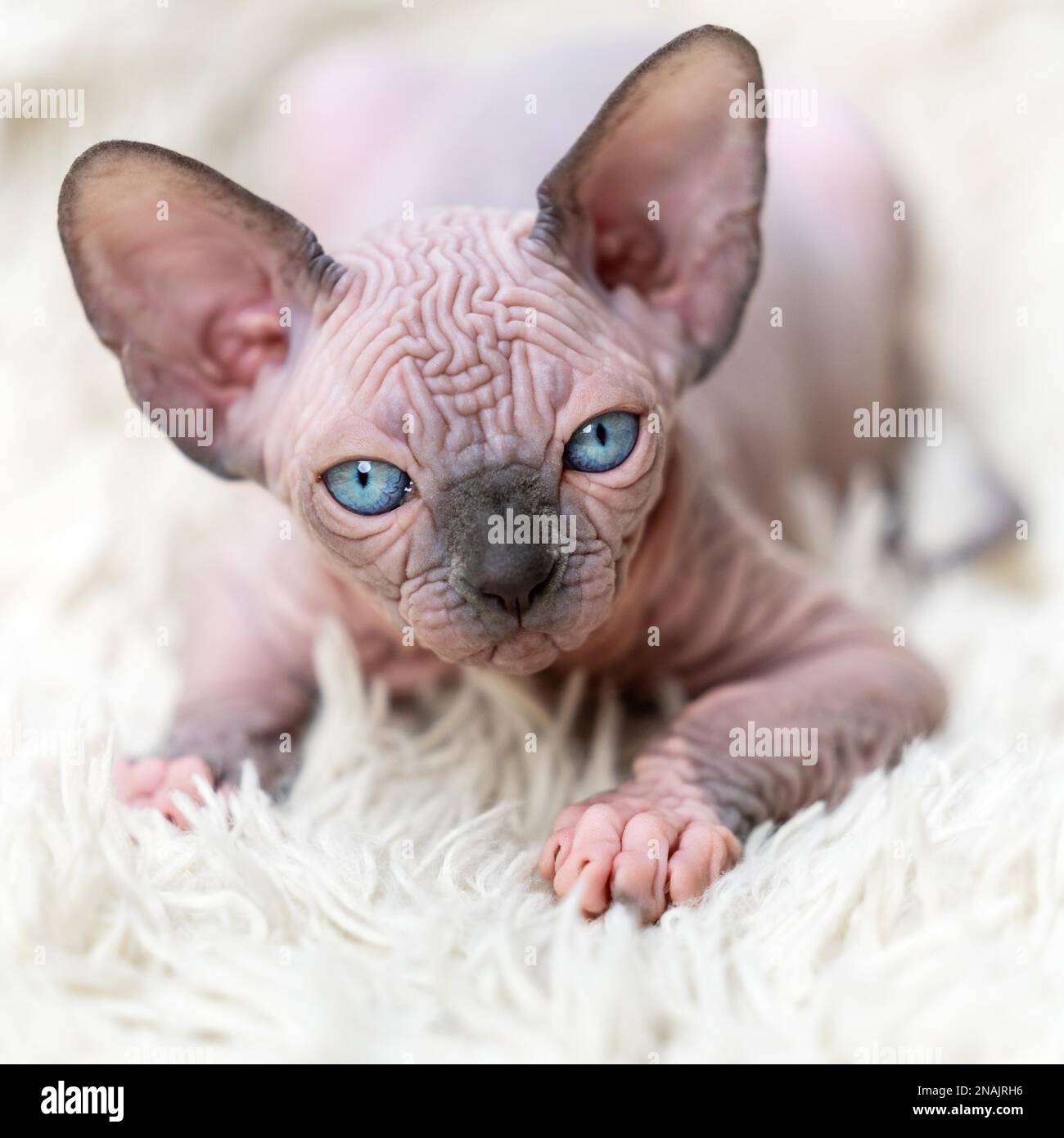 Sphynx katze -Fotos und -Bildmaterial in hoher Auflösung – Alamy
