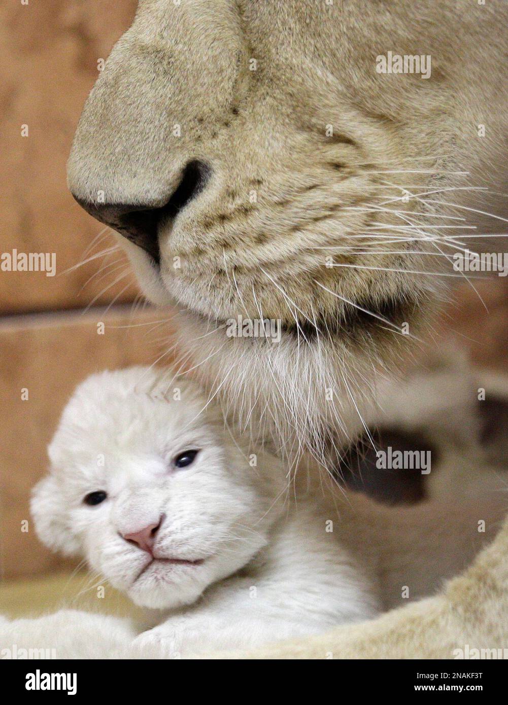 A two-day-old white lion cub playing with its mother Sumba, in Belgrade ...