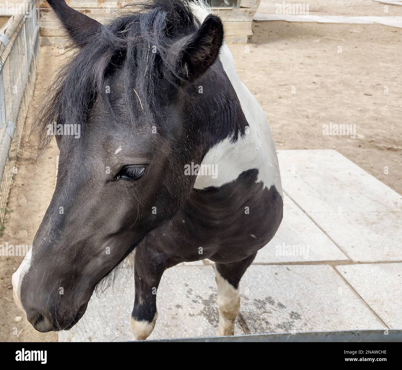 Schwarzes pferd mit weißen flecken -Fotos und -Bildmaterial in hoher ...