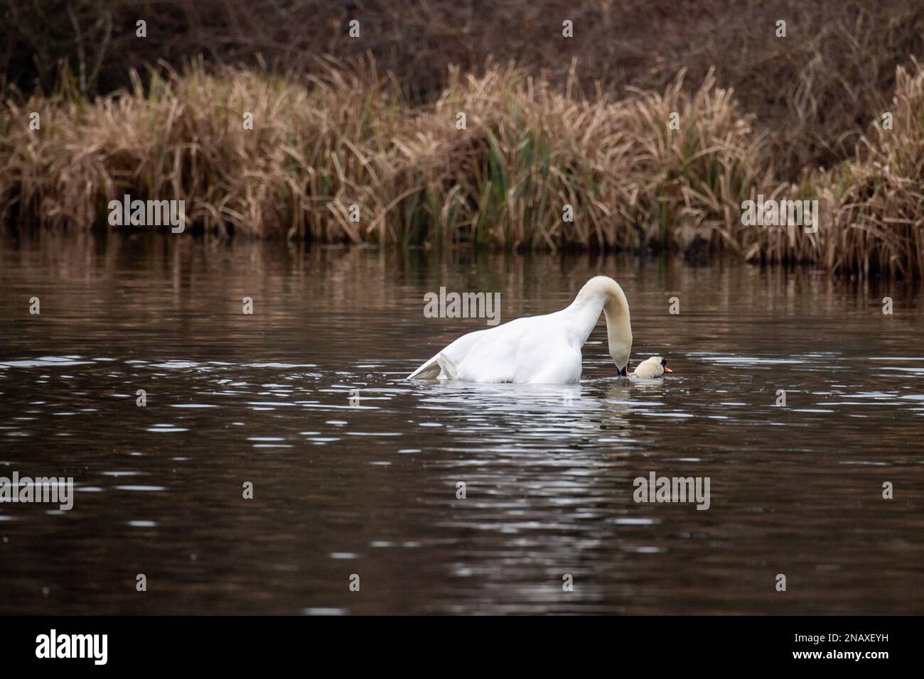 Rickmansworth, Hertfordshire, Großbritannien. 12. Februar 2023. Ein ...
